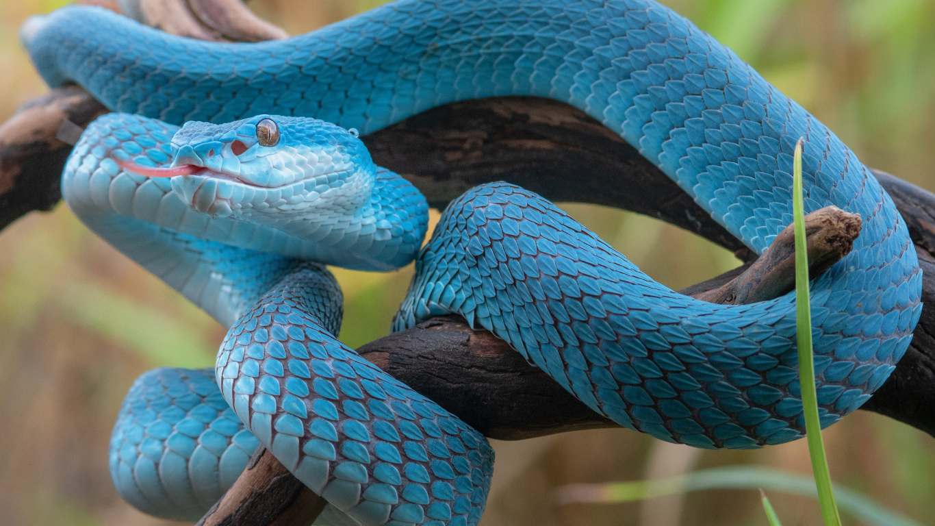 Rebellion: A Subtle Serpent – Earnest Contender